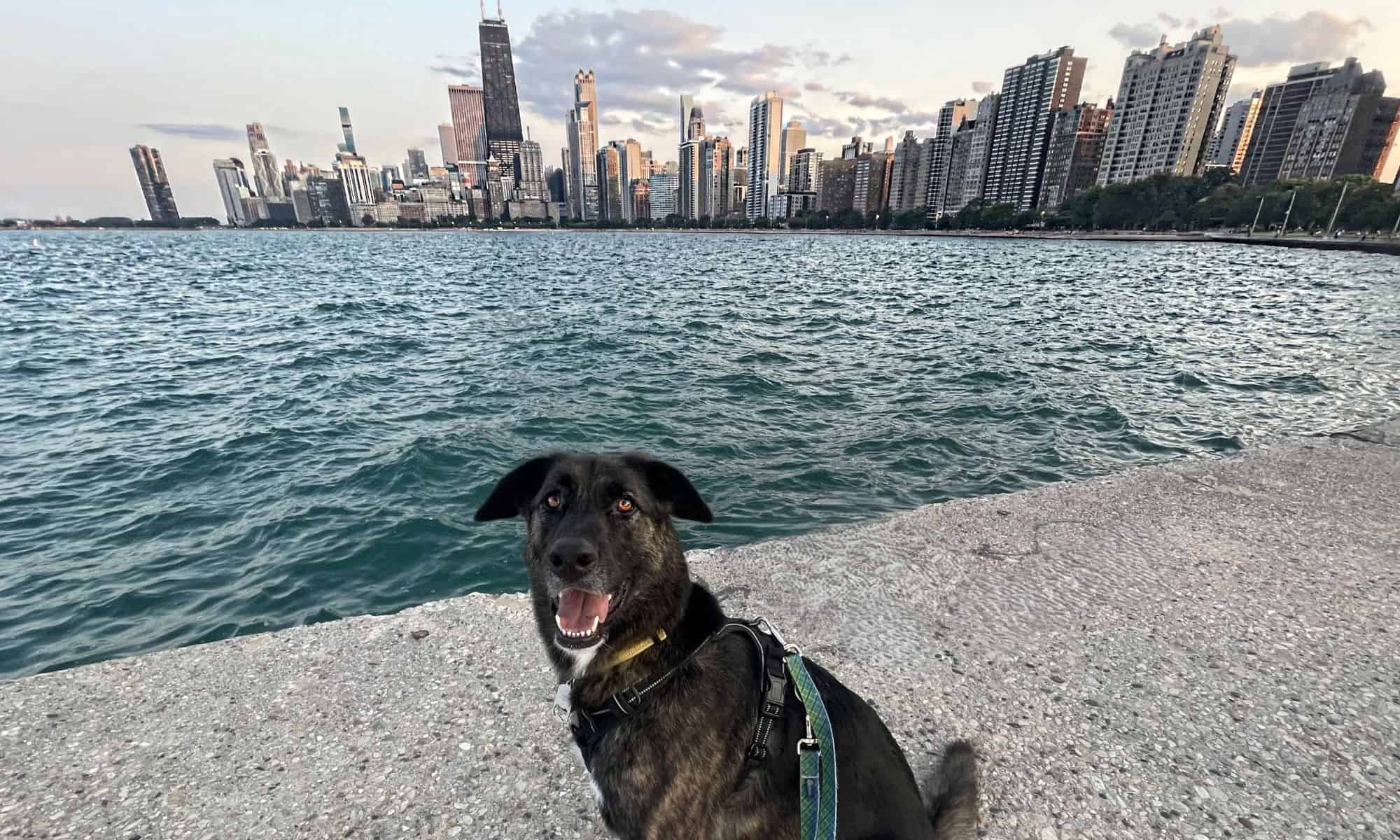 Dog Walking & Pet Sitting in Chicago - Alby Pet Care